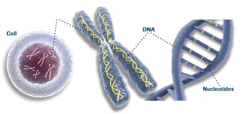 MediSys eVarsity | Genetics of reproductive system - MediSys eVarsity